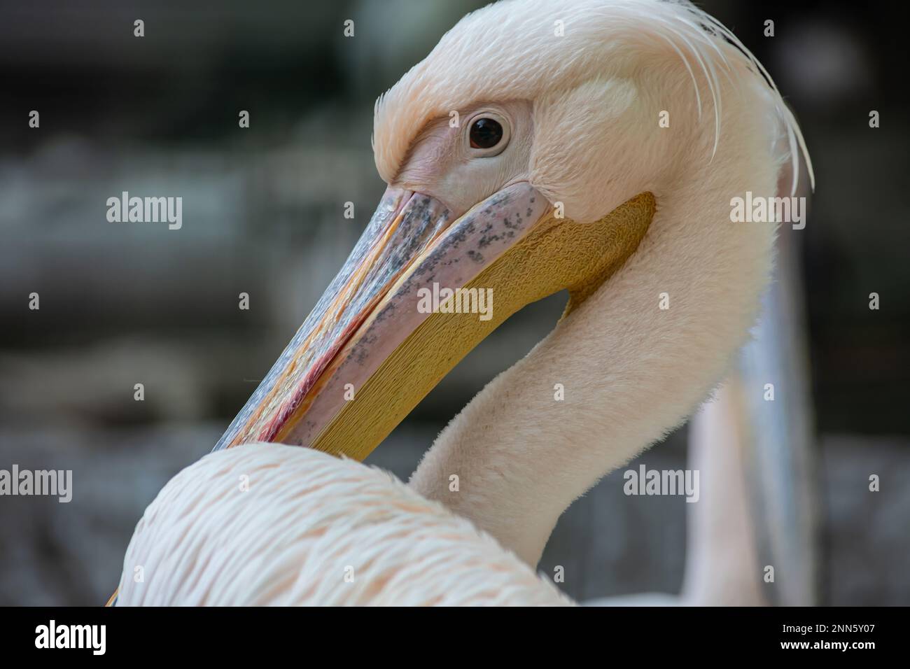 The Great white pelican - Pelecanus onocrotalus - also known as the ...