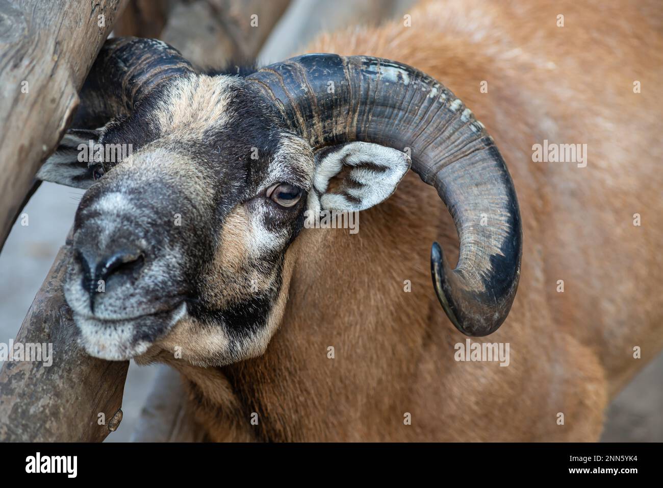 Portrait of a mouflon - Male mouflon with magnificent horn Stock Photo ...
