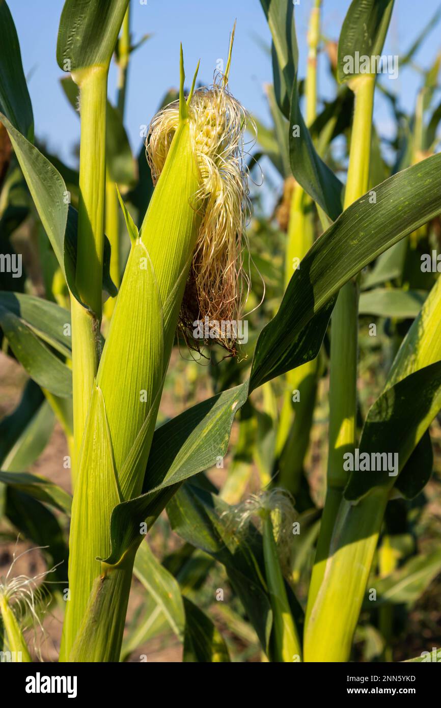 Corn on the stalk in the field Stock Photo - Alamy