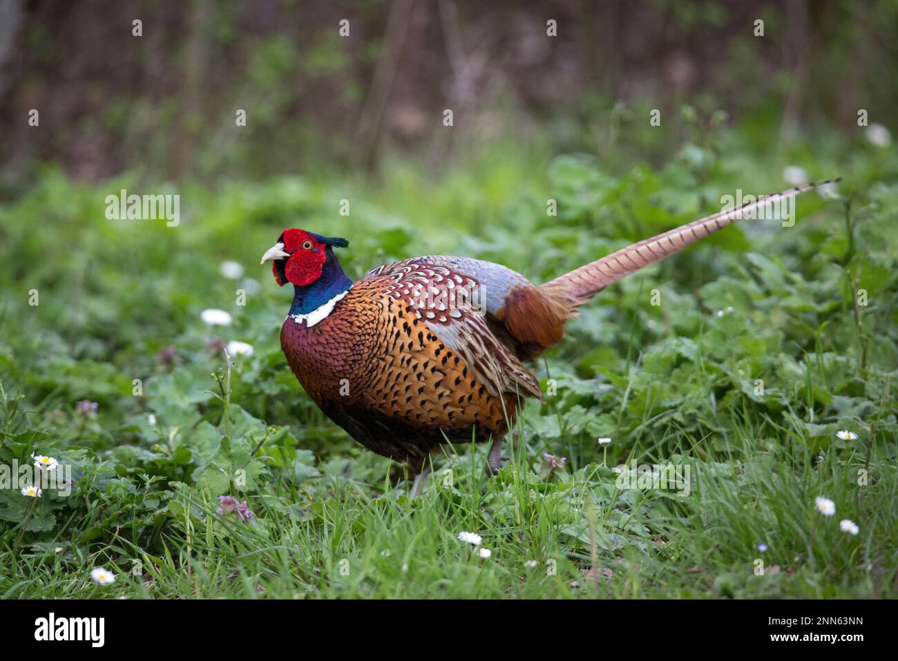 Birds of Italy living in freedom Stock Photo - Alamy