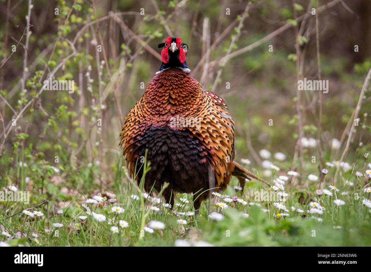 Birds of Italy living in freedom Stock Photo - Alamy