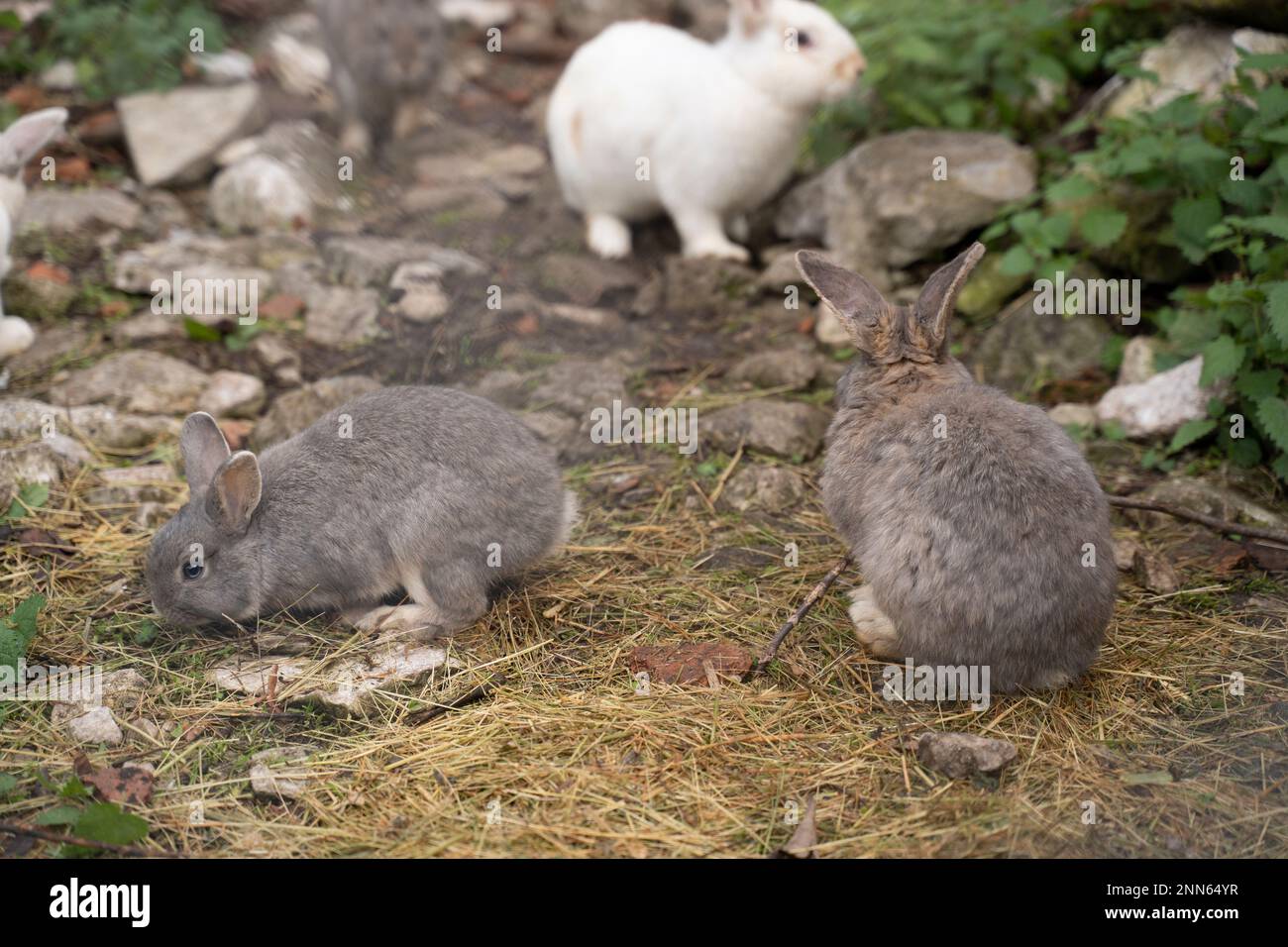 small cute furry rabbits on the ground in a farm Stock Photo - Alamy