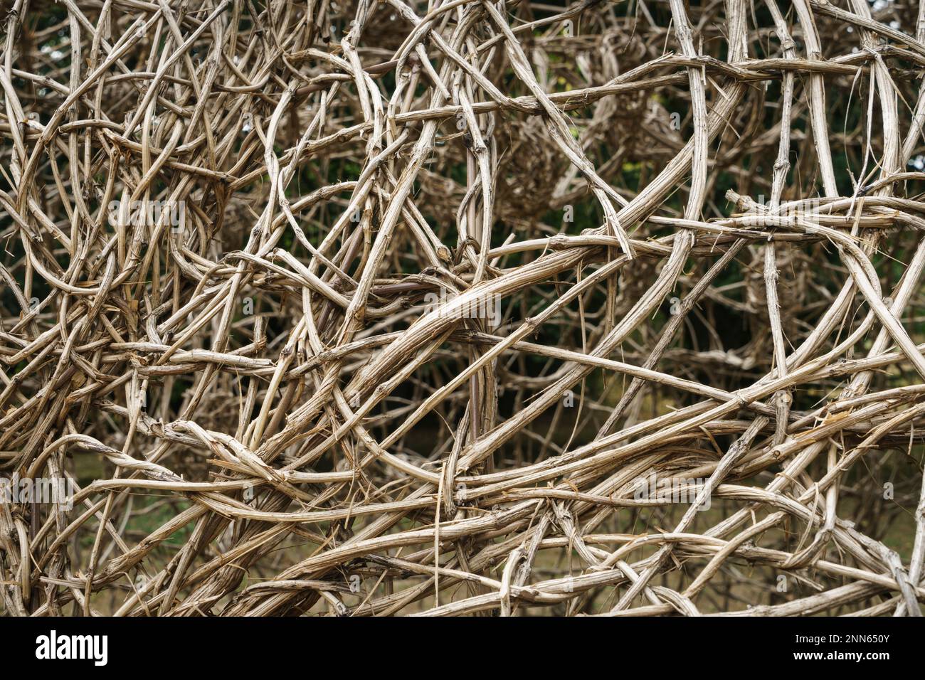 Large web of dry branches with texture and shallow depth of field Stock ...