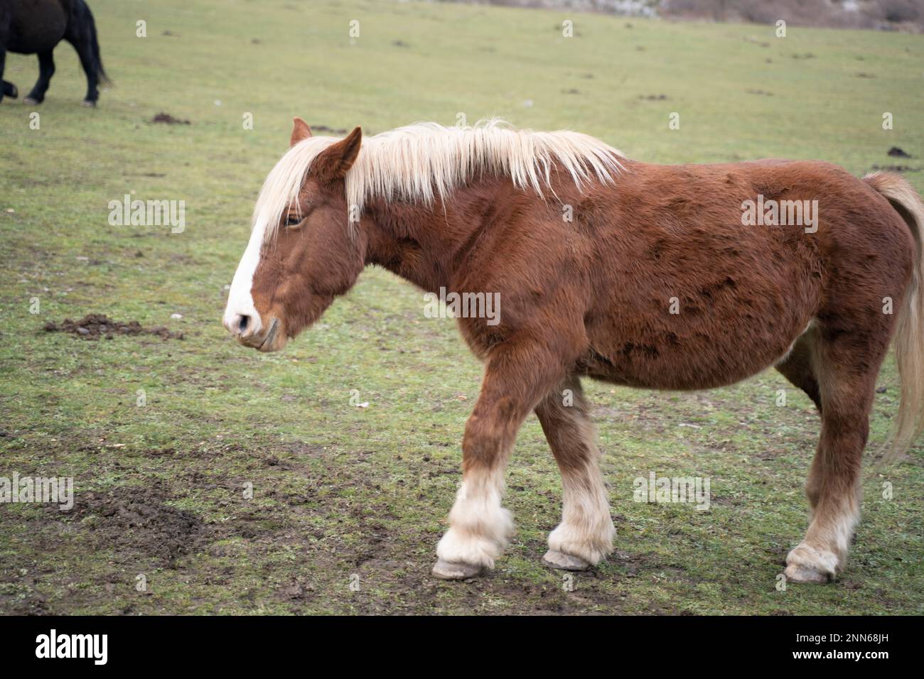 horses pacing freely in the green meadows of picos de Europa National ...