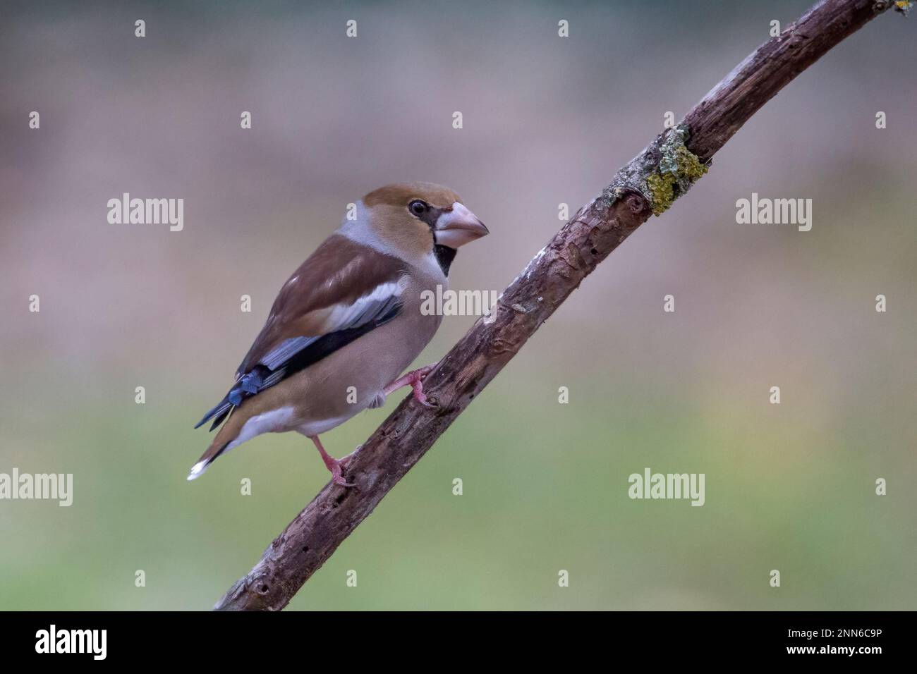 Birds of Italy living in freedom Stock Photo - Alamy