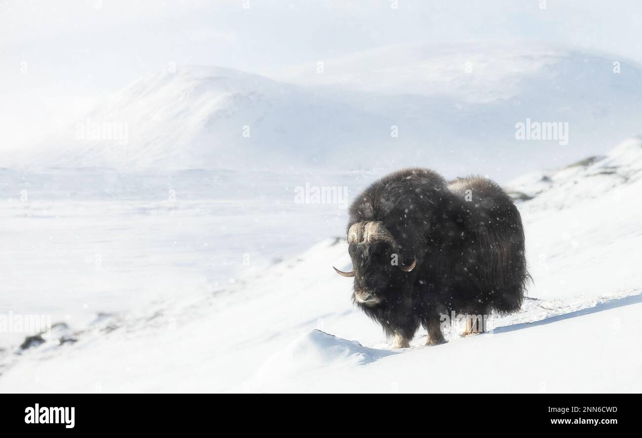 Musk ox in snow alaska wildlife hi-res stock photography and images - Alamy