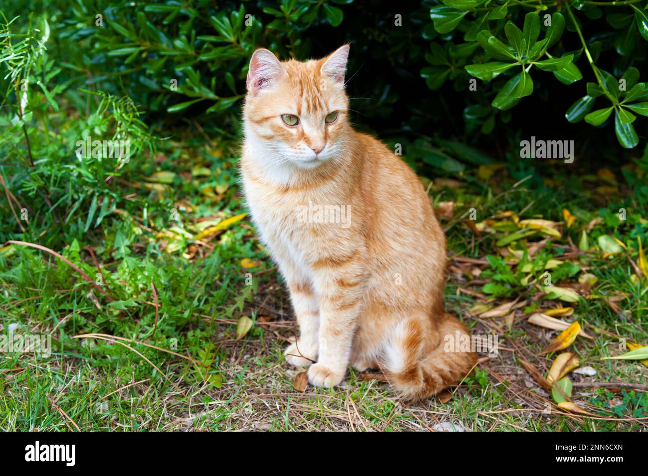 Adult Tabby Ginger cat outdoor - relaxed in the green Stock Photo - Alamy