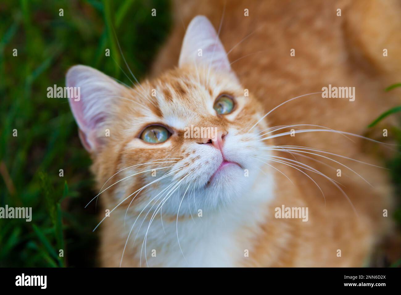 Adult Tabby Ginger cat outdoor - looking up - focus on nose Stock Photo ...