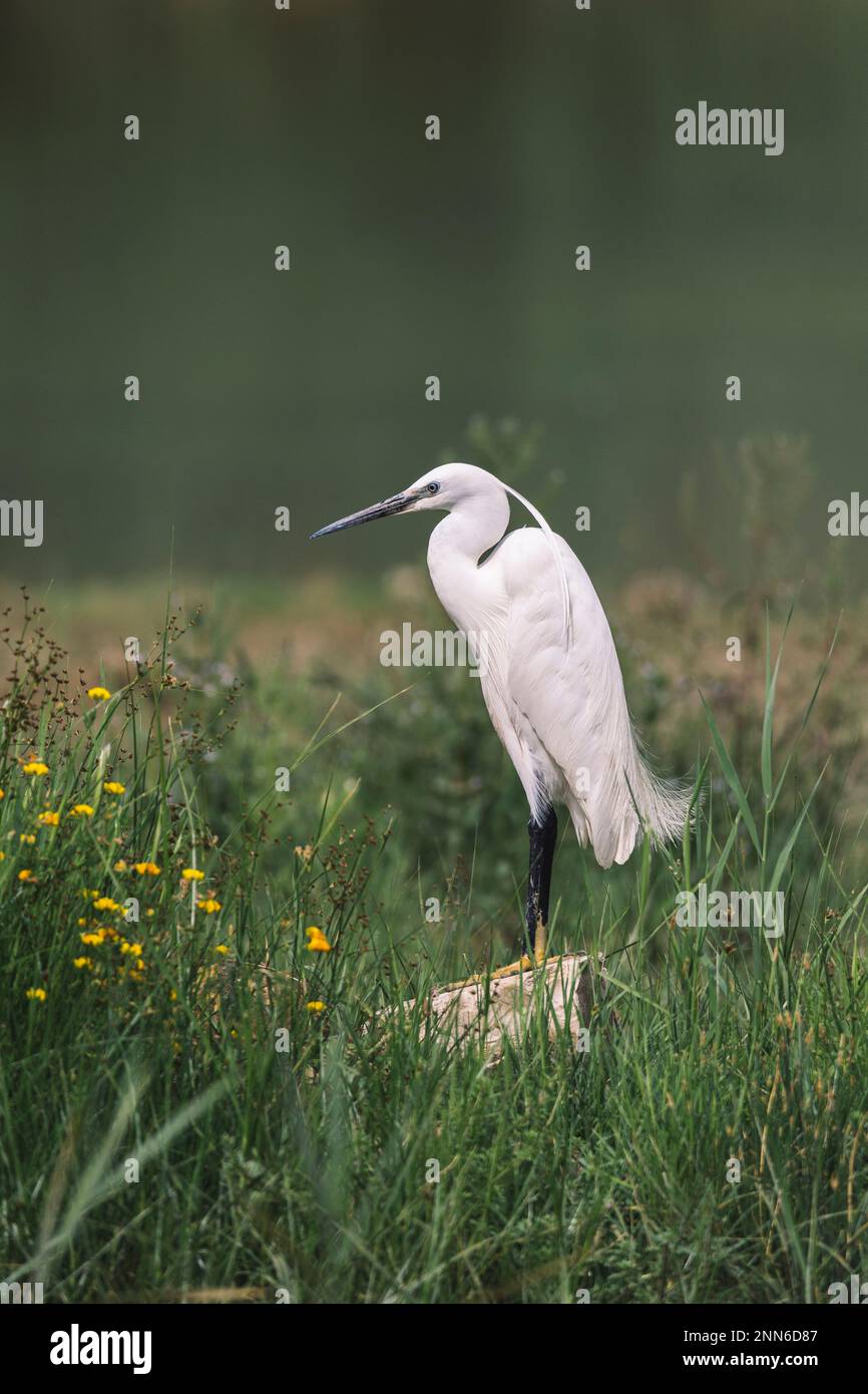 Birds of Italy living in freedom Stock Photo - Alamy