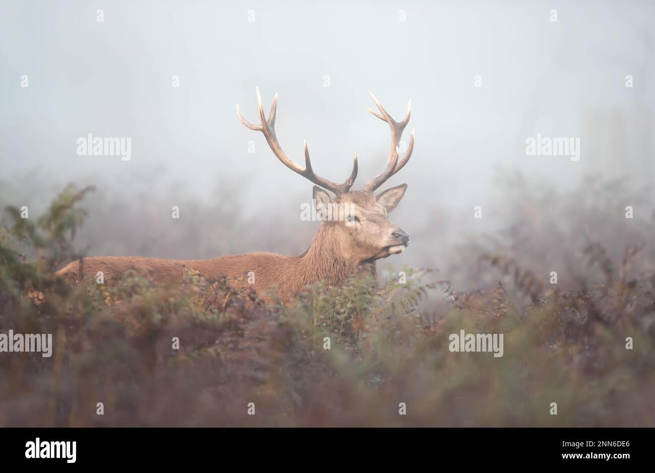 Close up of a red deer stag in the morning mist, UK Stock Photo - Alamy