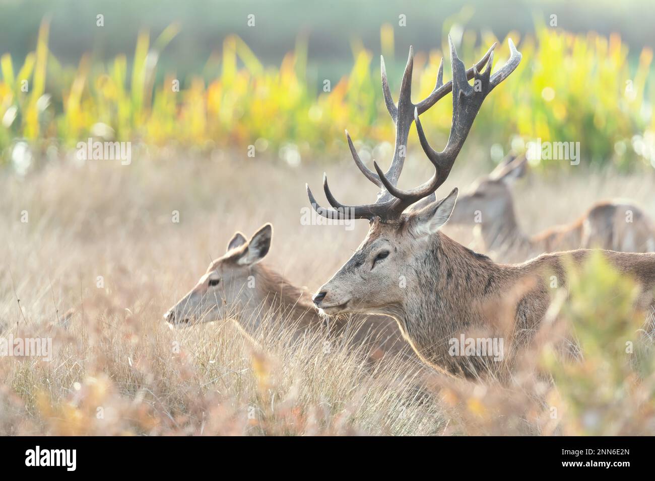 Red deer stag with hinds during rutting season, autumn in UK Stock ...