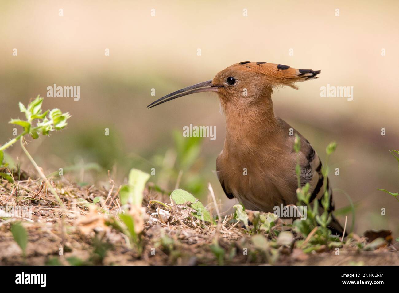 Birds of Italy living in freedom Stock Photo - Alamy