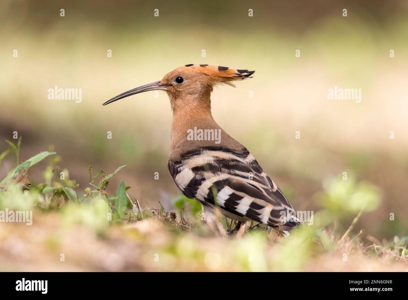 Birds of Italy living in freedom Stock Photo - Alamy