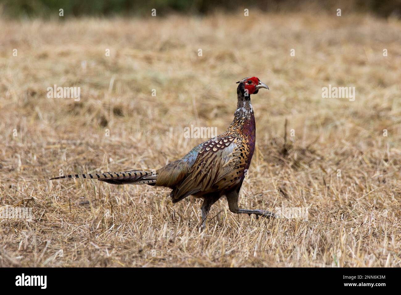 Birds of Italy living in freedom Stock Photo - Alamy