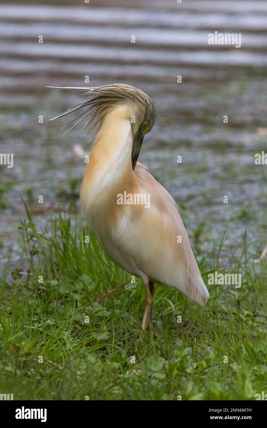 Birds of Italy living in freedom Stock Photo - Alamy