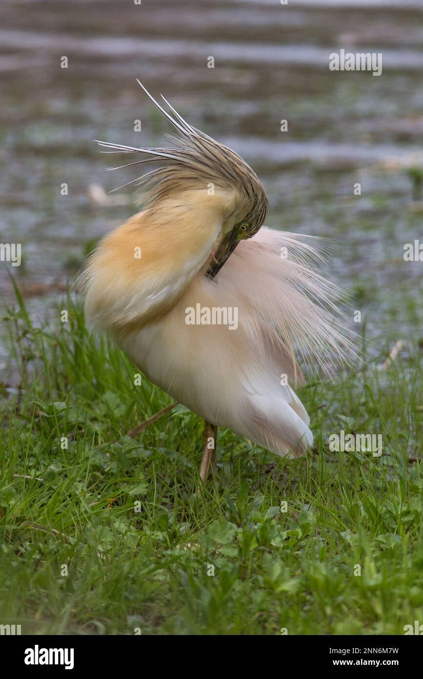 Birds of Italy living in freedom Stock Photo - Alamy