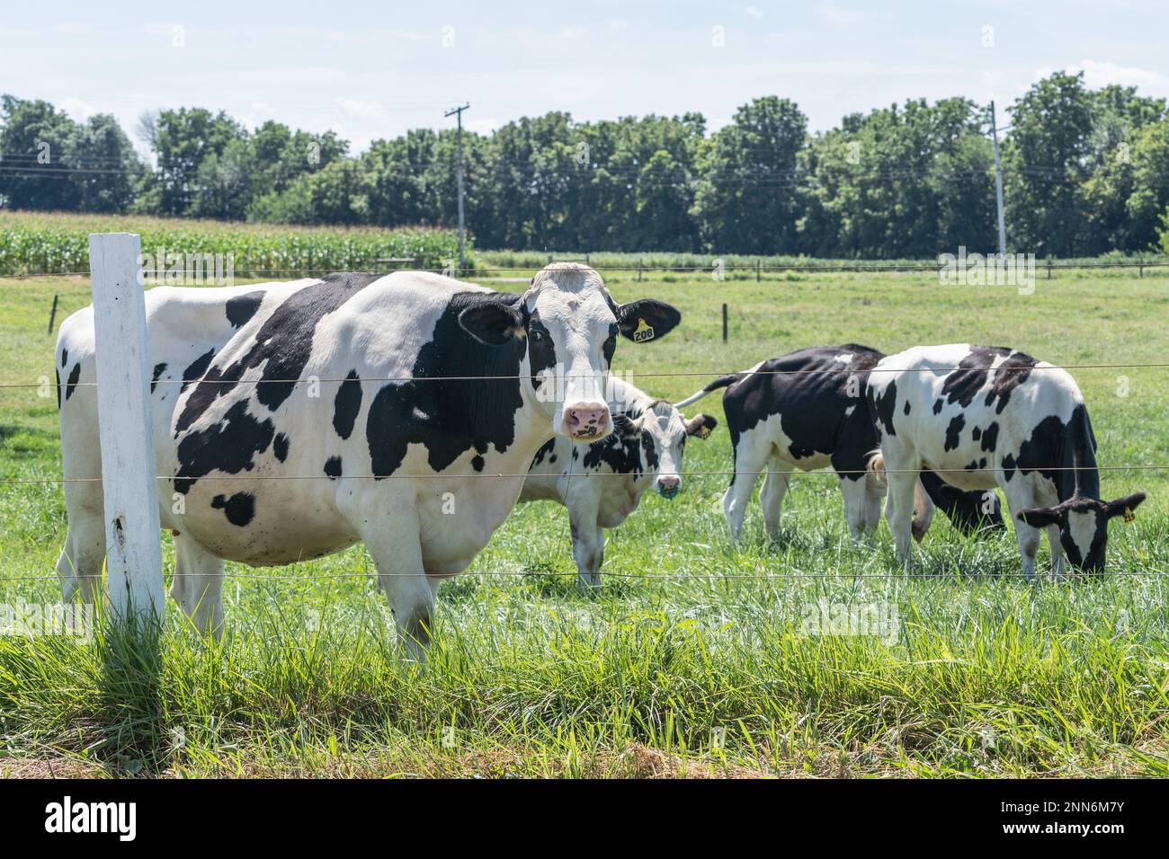 Holstein cow in pasture on Lancaster County, Pennsylvania diary farm ...
