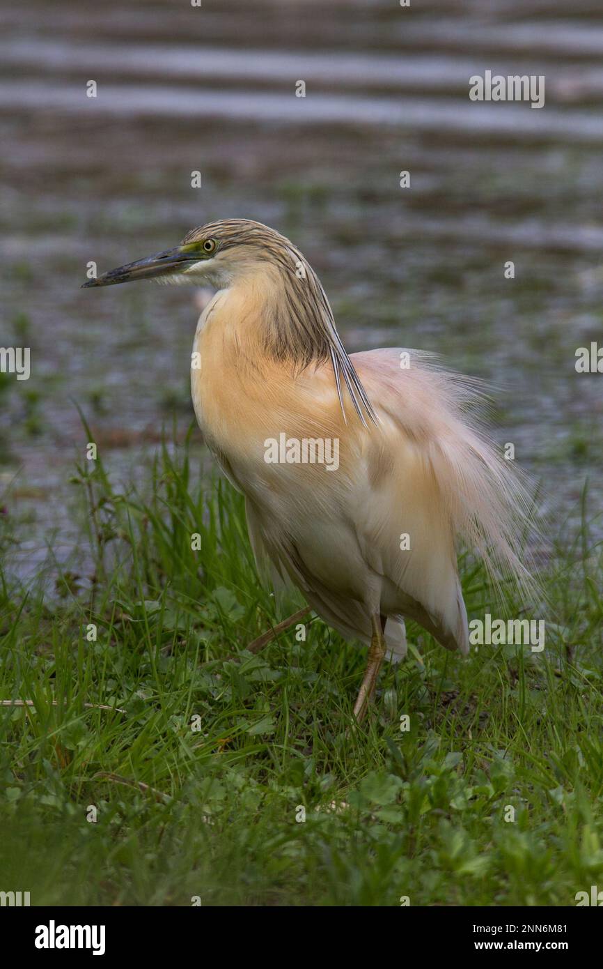 Birds of Italy living in freedom Stock Photo - Alamy