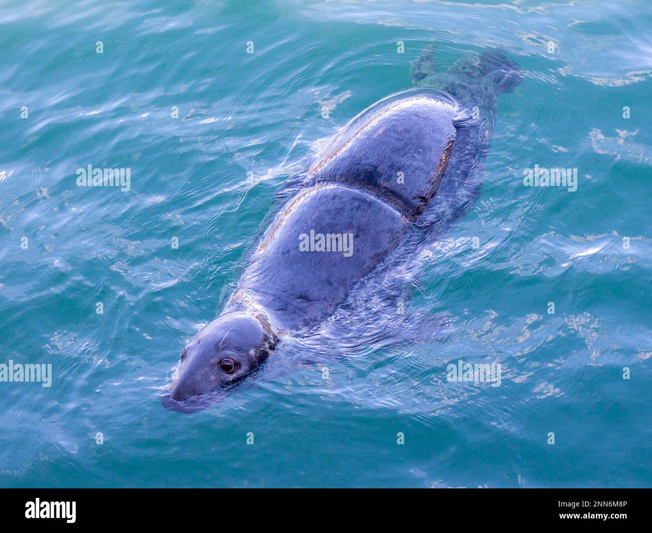 Grey Seal Halichoerus grypus with fishing net wound caused by discarded ...