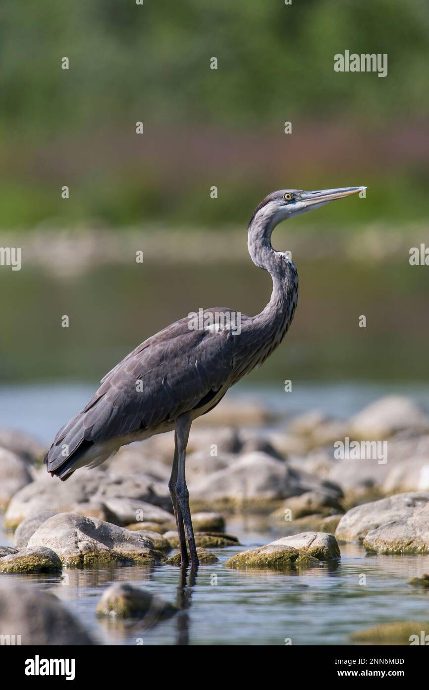 Birds of Italy living in freedom Stock Photo - Alamy