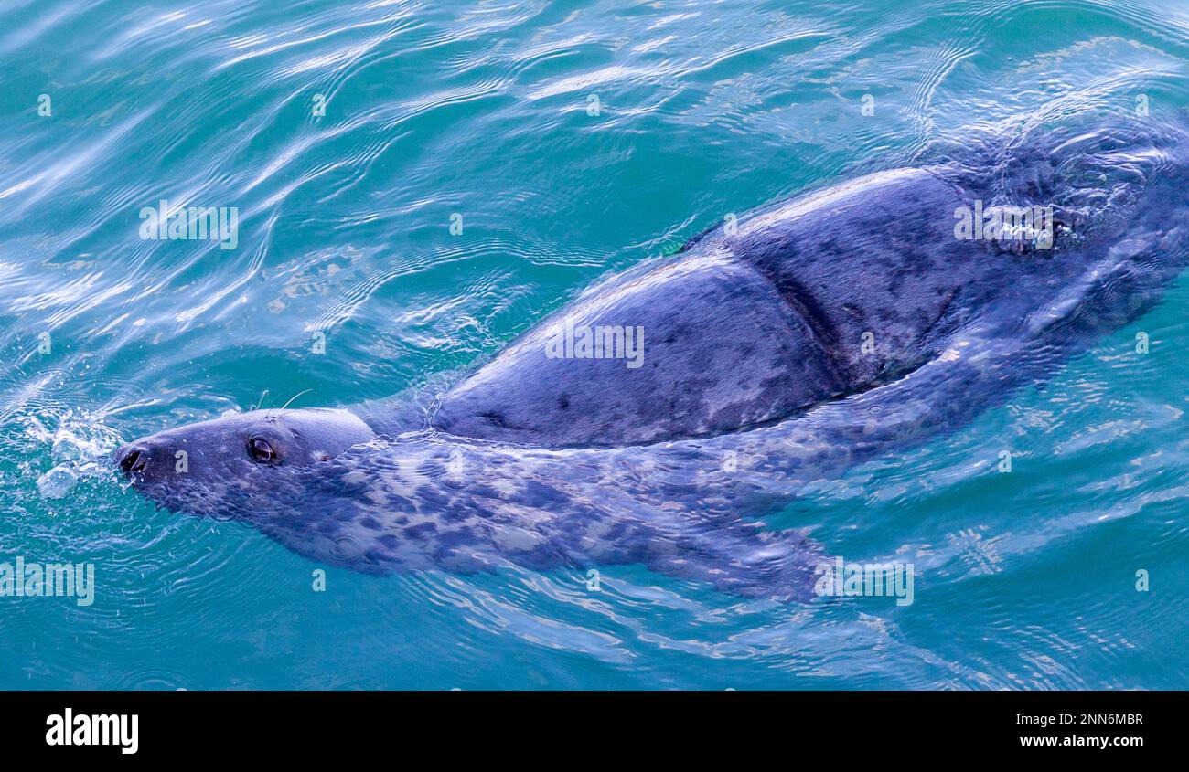 Grey seal in net hi-res stock photography and images - Alamy