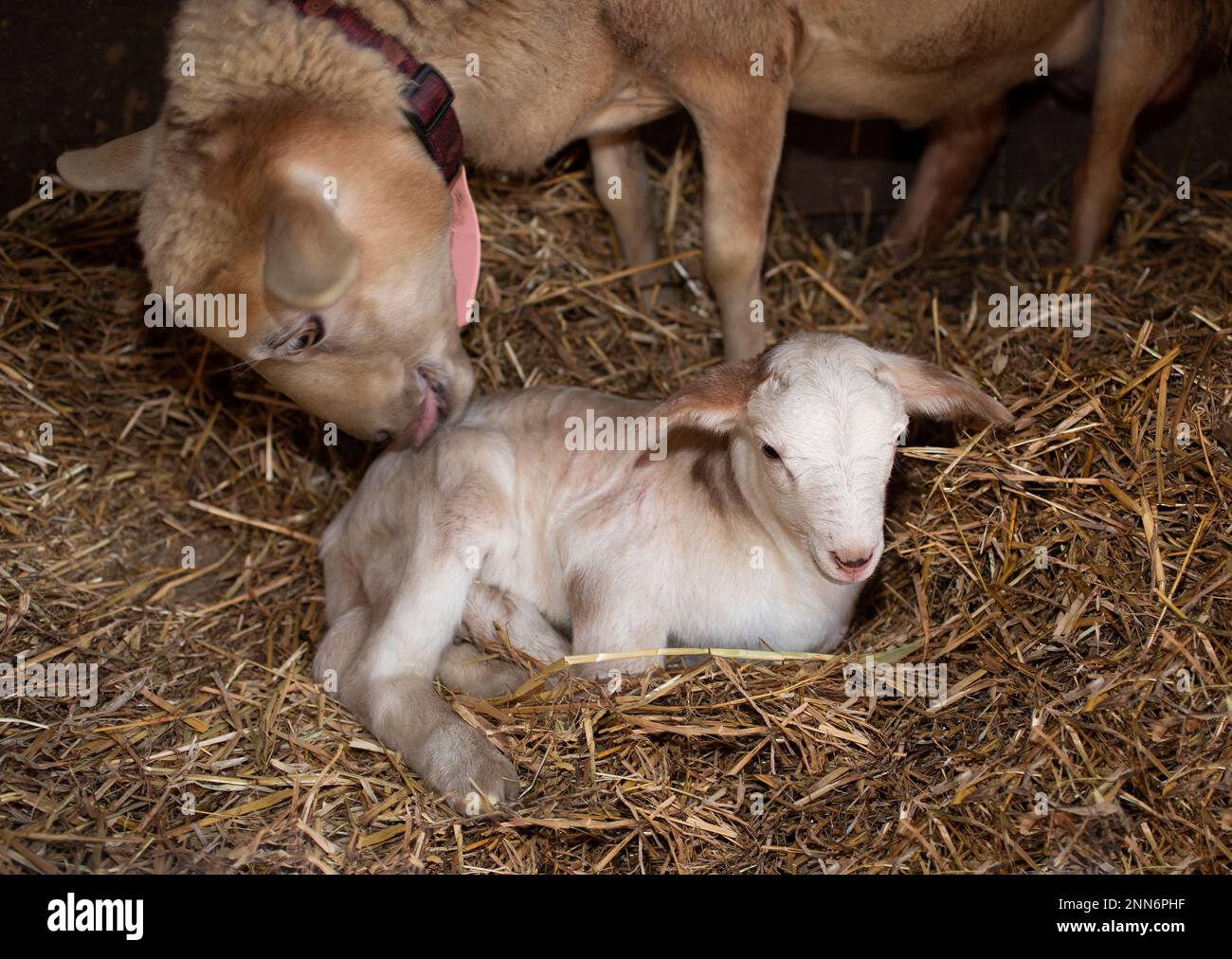 Katahdin sheep ewe cleaning a lamb that is only hours old Stock Photo ...
