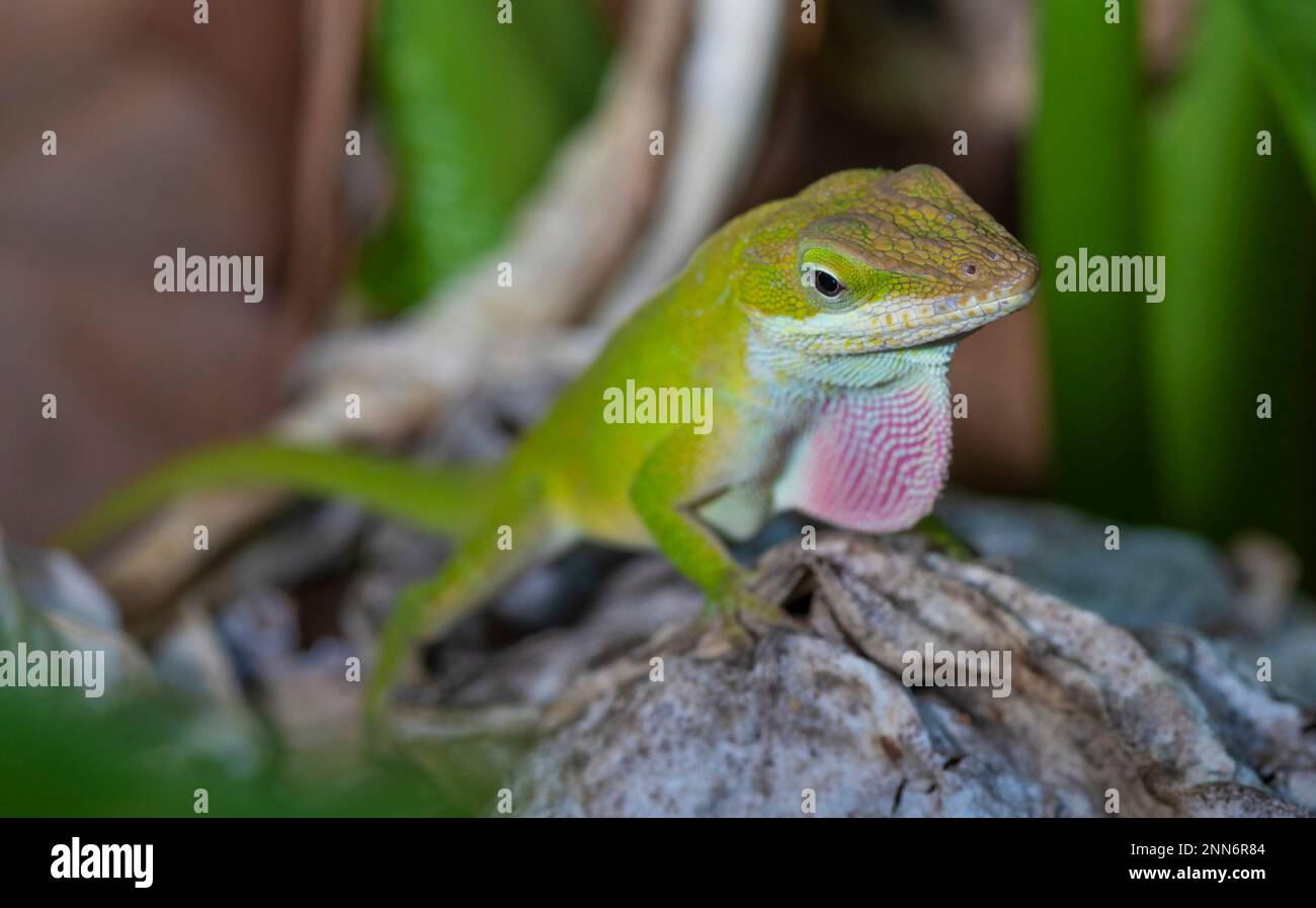 Gecko in North Carolina with red sack signaling for a mate Stock Photo ...