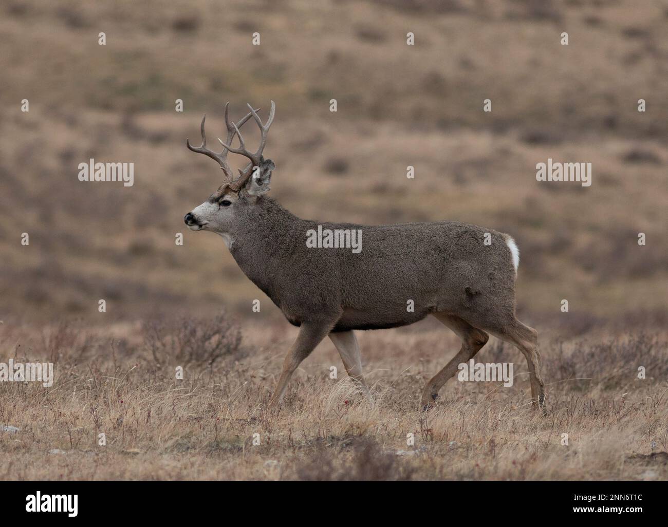 Mule deer buck with neck swollen in the rut in Montana Stock Photo - Alamy