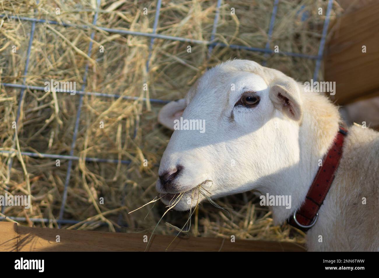 White katahdin sheep at a feeder with a moutful of hay Stock Photo - Alamy