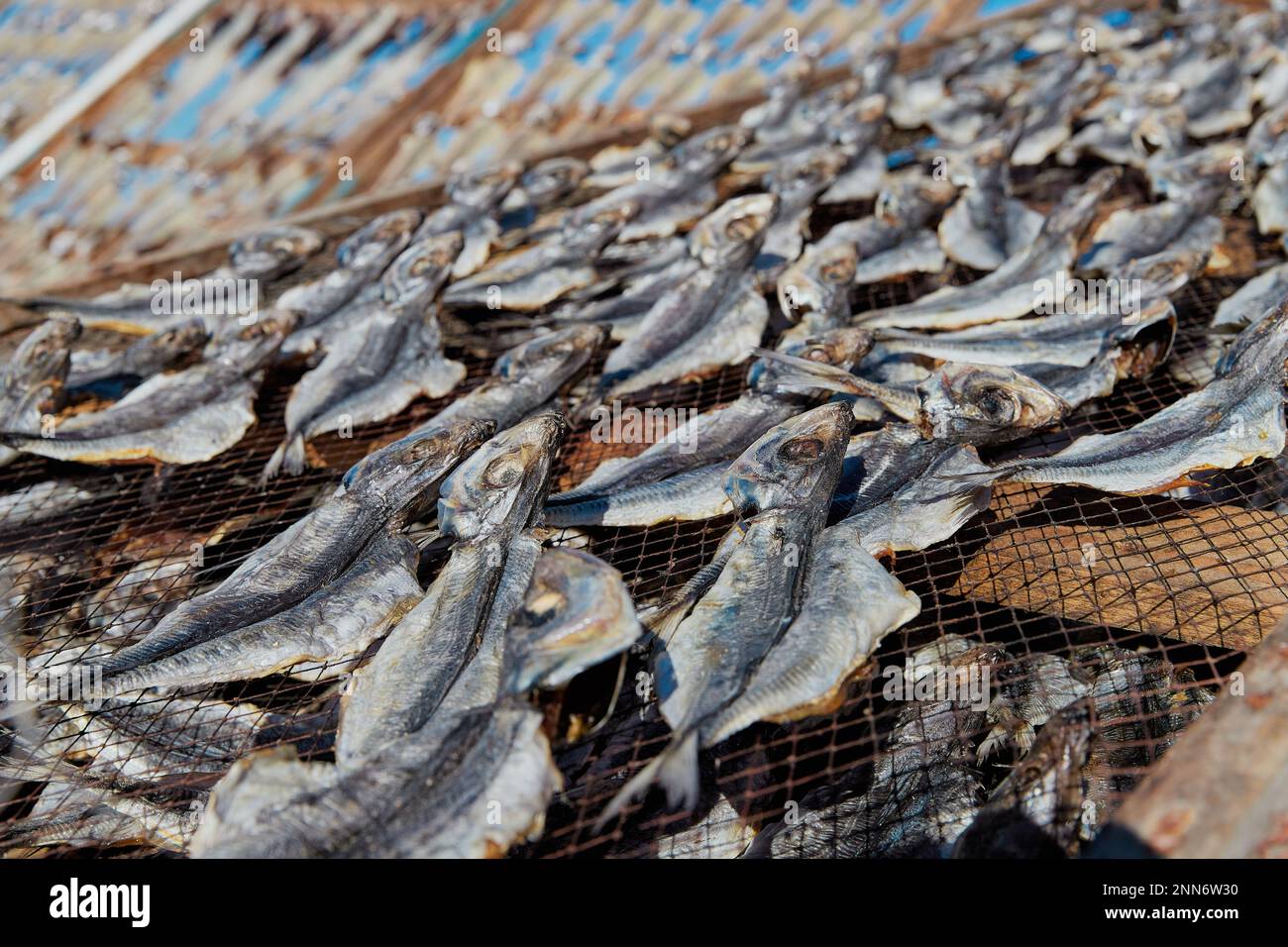 Traditional fish-drying on the beach of Nazare, Portugal Stock Photo ...