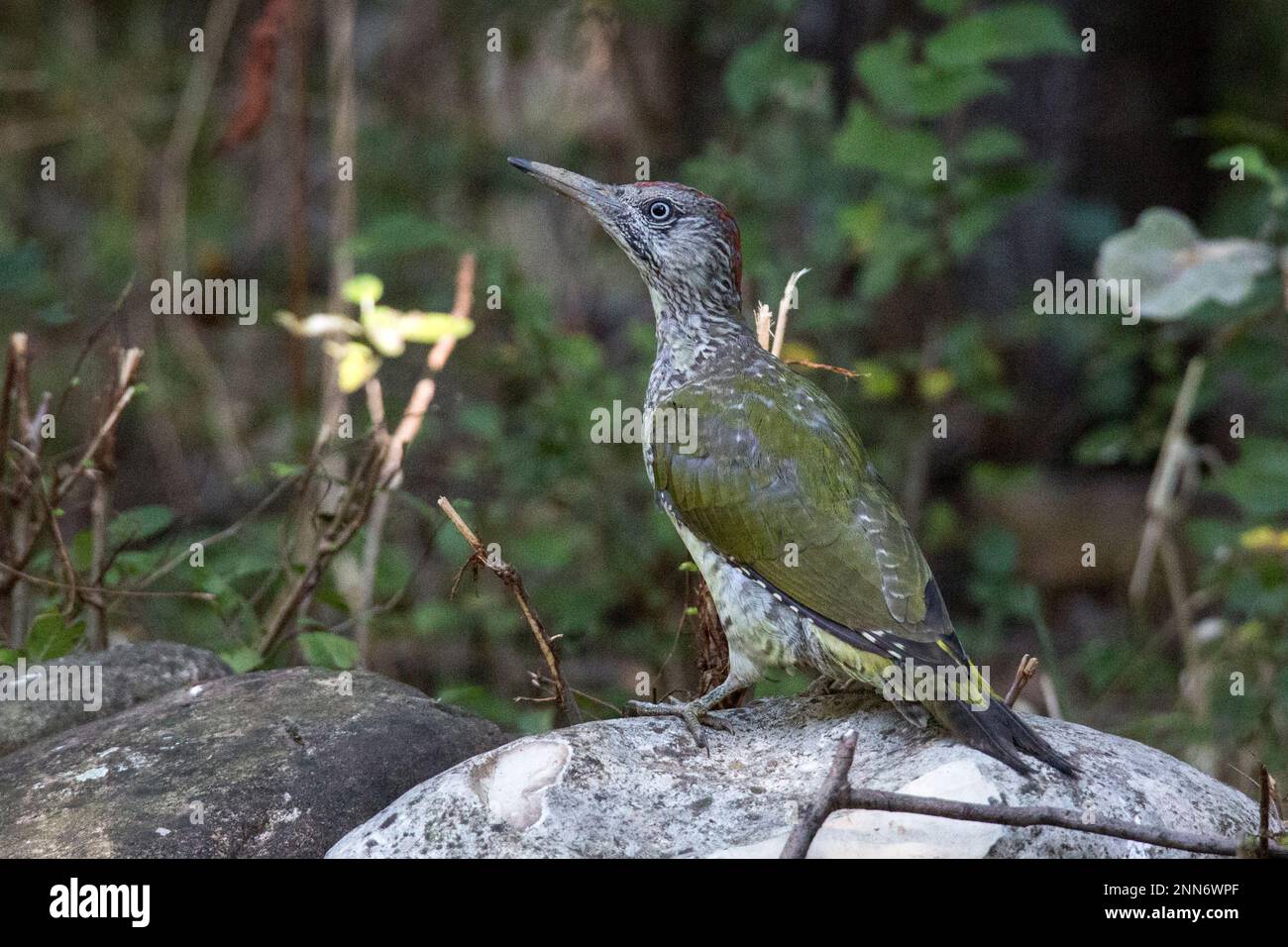 Birds of Italy living in freedom Stock Photo - Alamy