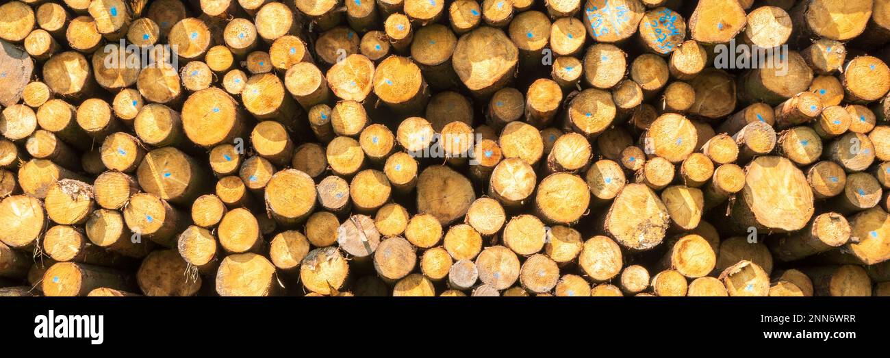many tree trunks on a storage place Stock Photo - Alamy
