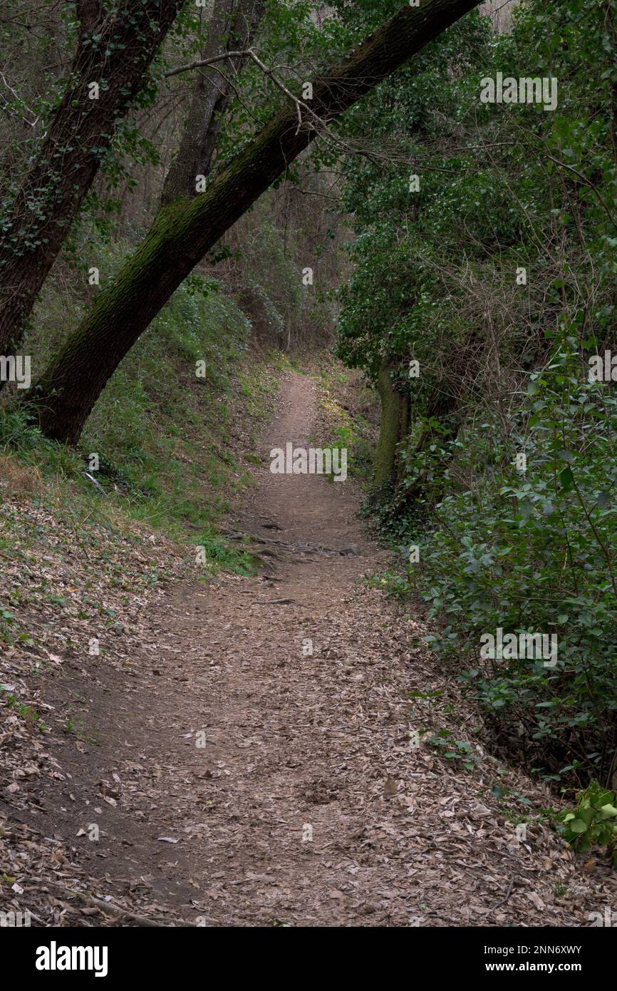 Narrow path in the forest with a lot of shade due to the vertical ...
