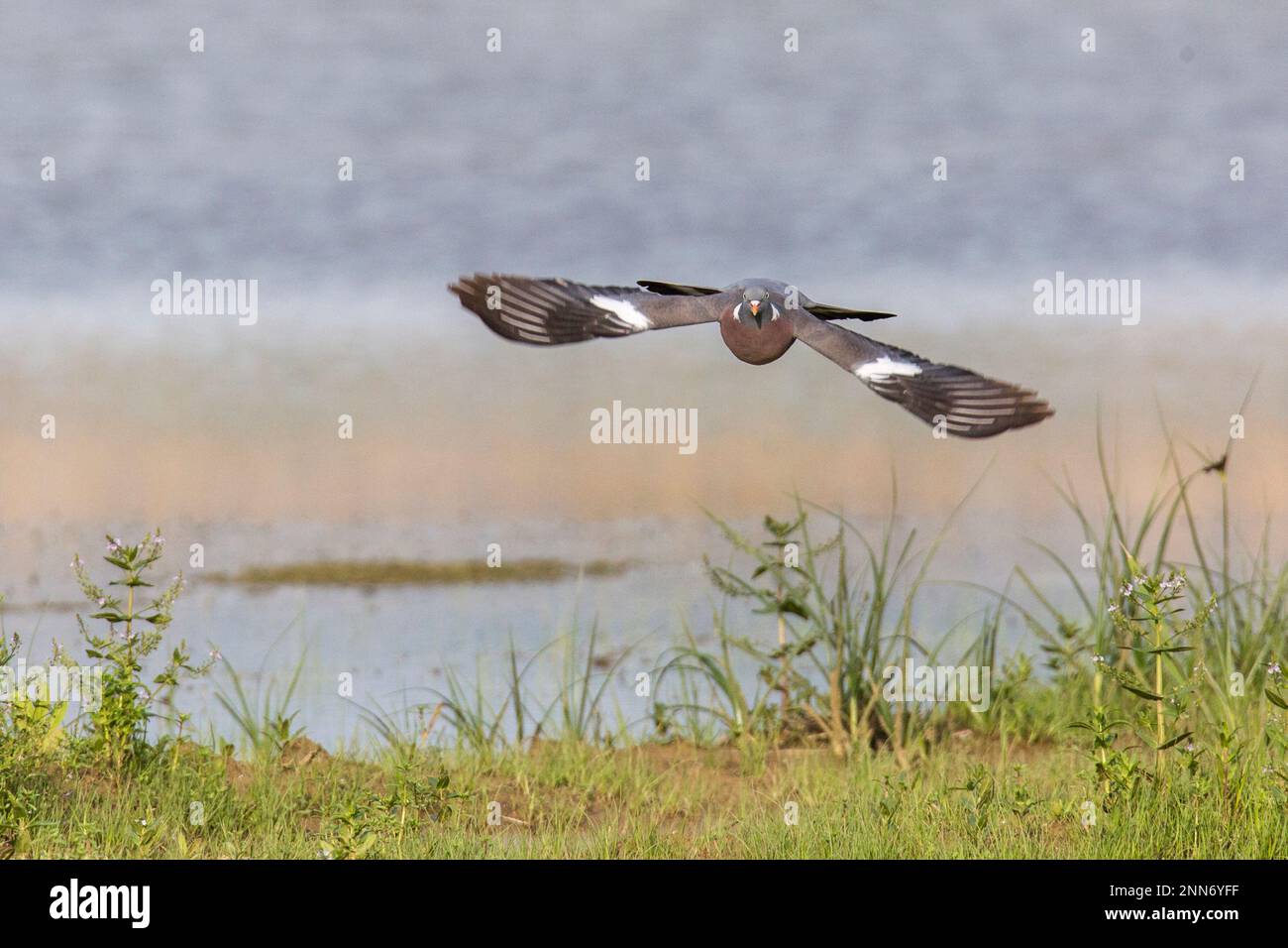 Birds of Italy living in freedom Stock Photo - Alamy