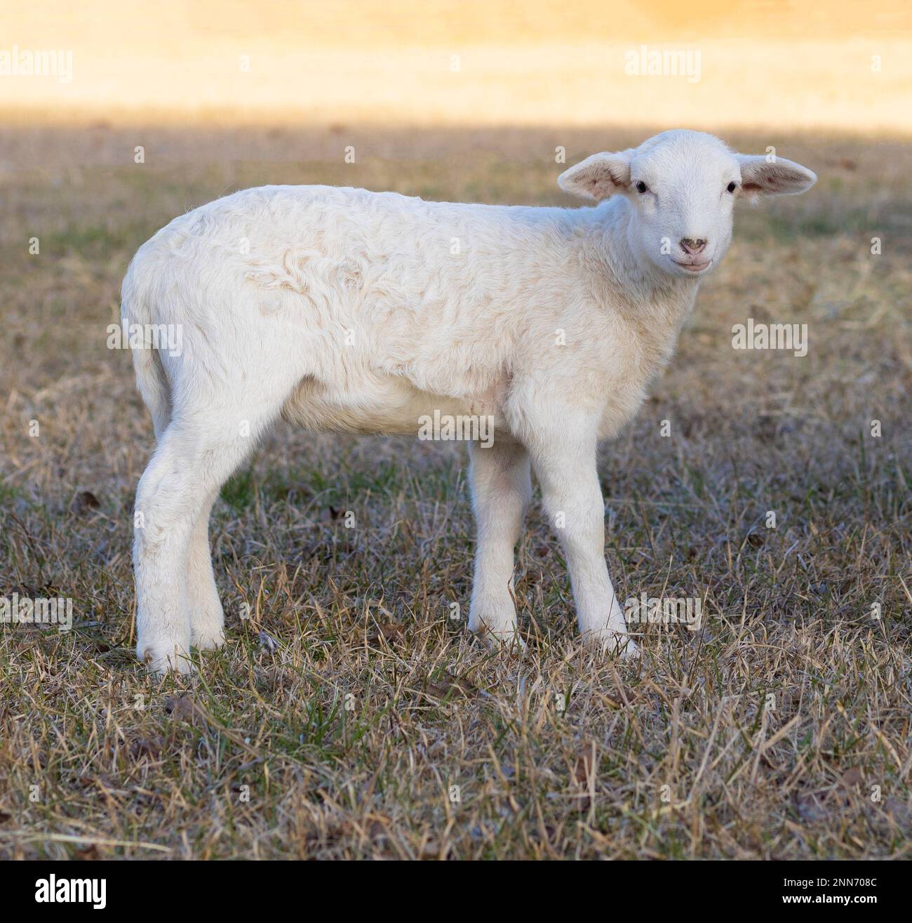 Little Katahdin sheep lamb standing on a grassy field in the shade ...