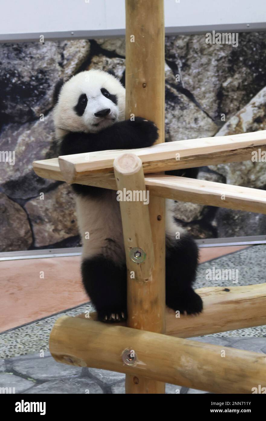 A baby giant panda Fuhin is pictured at Adventure World in Shirahama ...