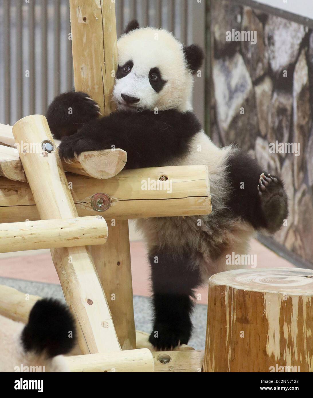 A baby giant panda Fuhin is pictured at Adventure World in Shirahama ...