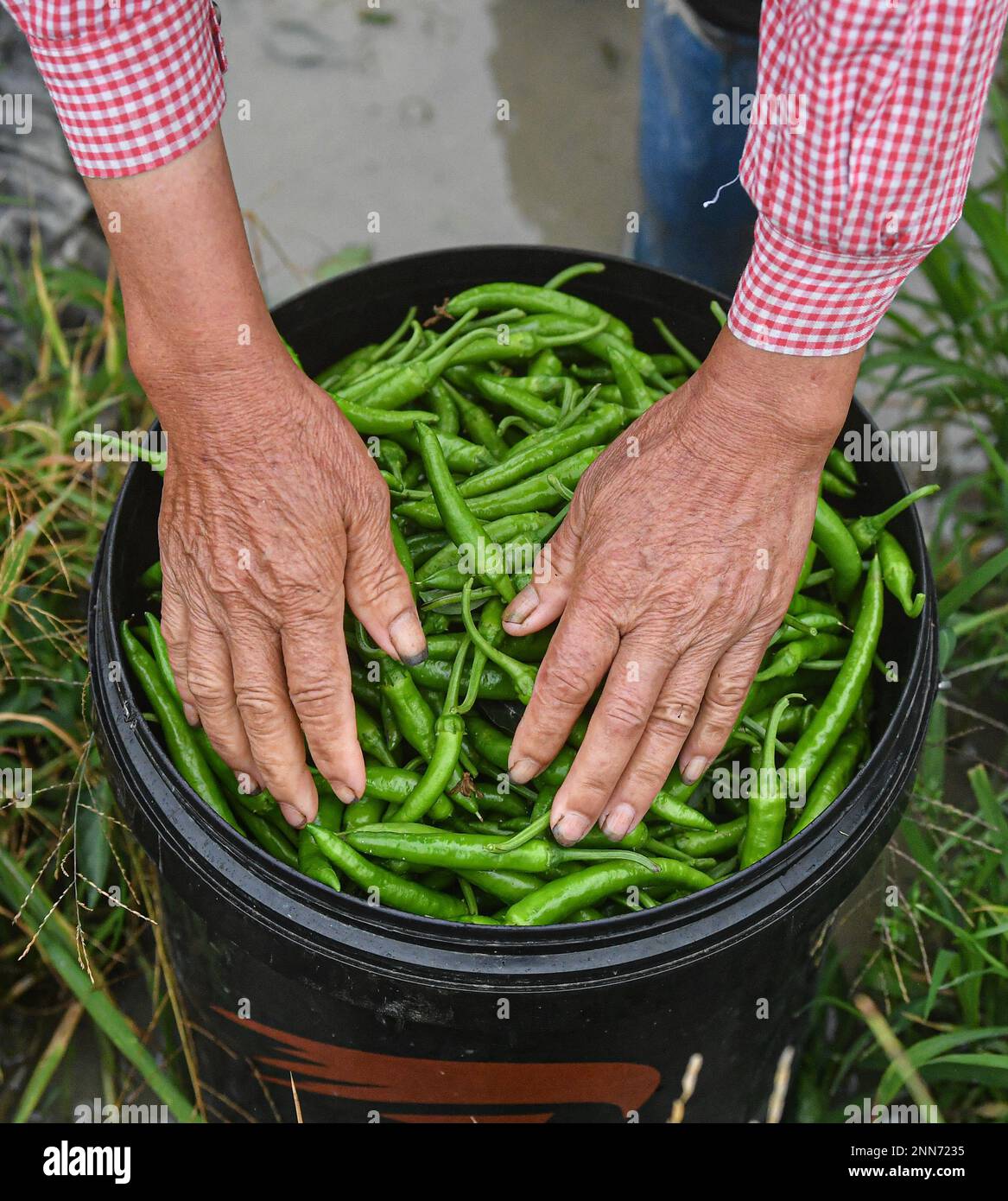 Danzhou, China's Hainan Province. 14th Feb, 2023. A farmer puts away ...