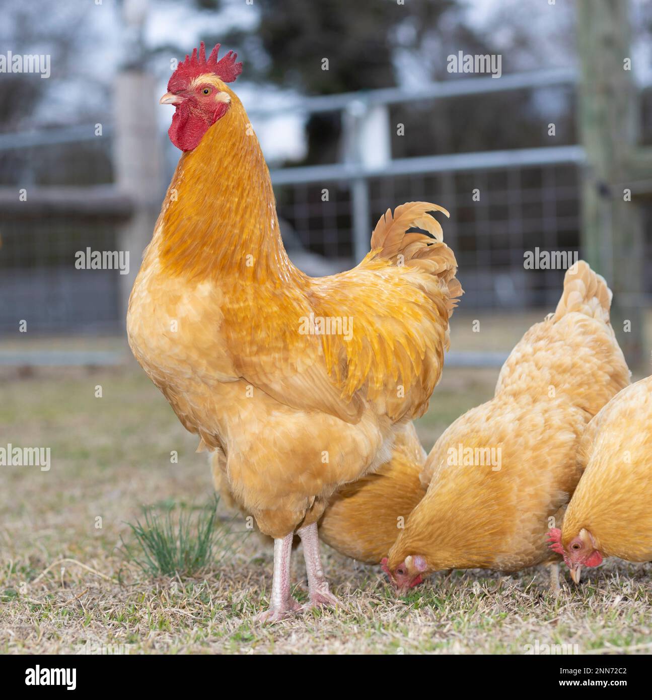 Golden chicken rooster with his hens bowing at his feet behind Stock ...