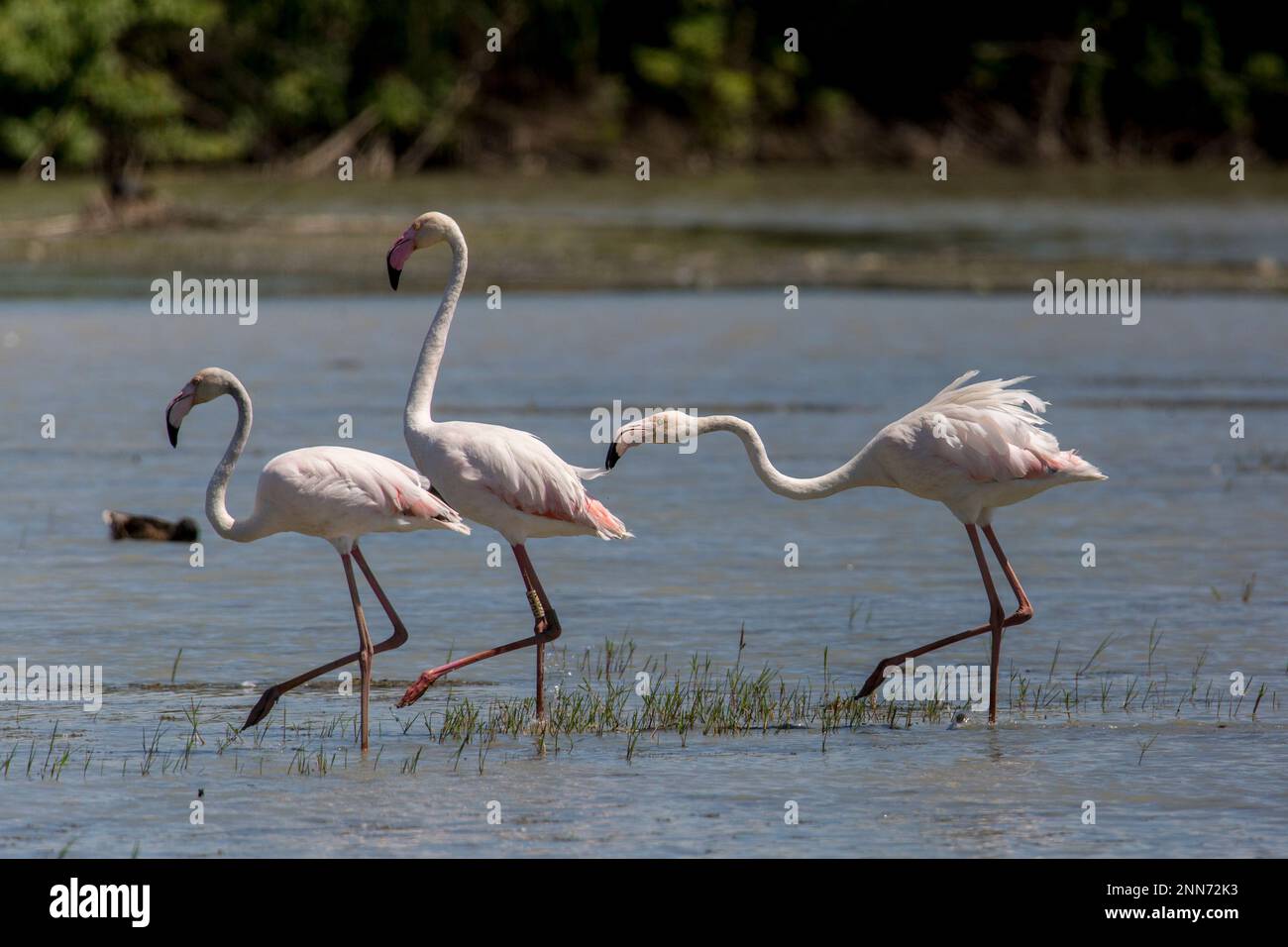 Birds of Italy living in freedom Stock Photo - Alamy