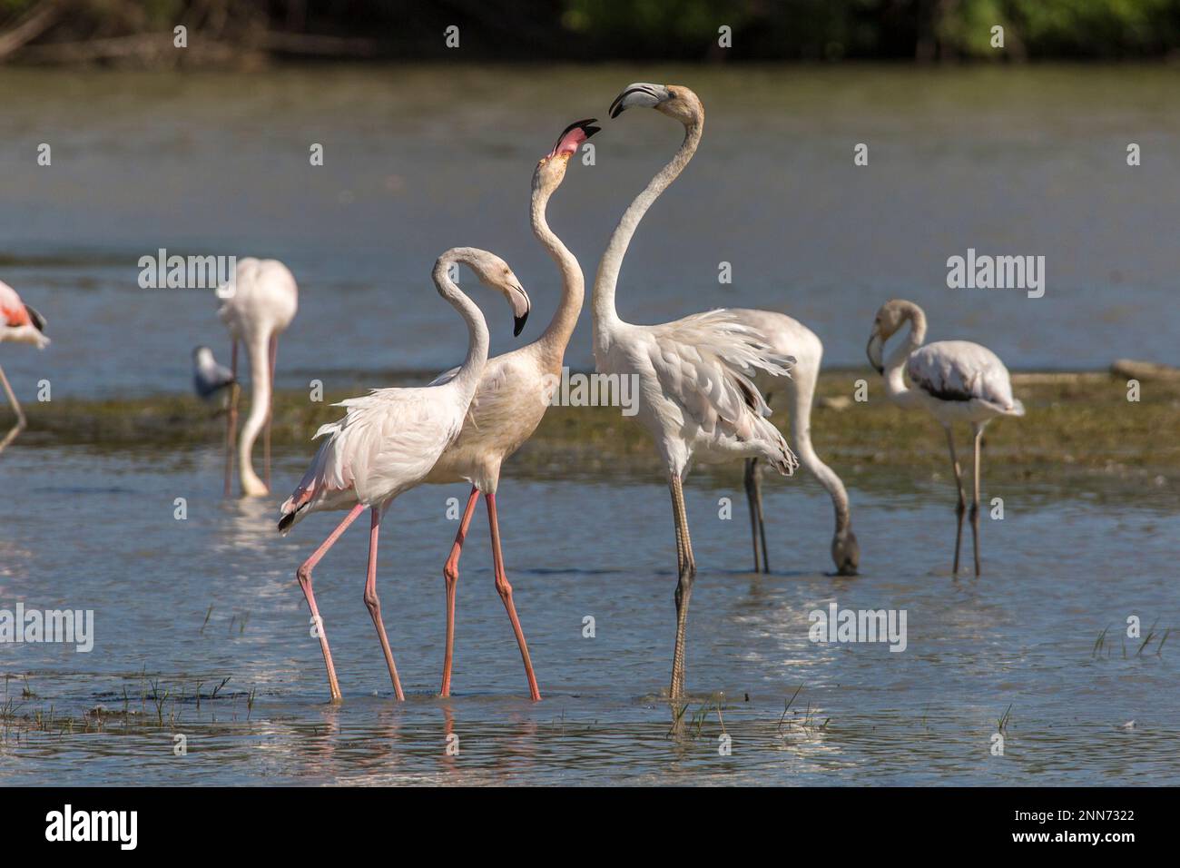Birds of Italy living in freedom Stock Photo - Alamy