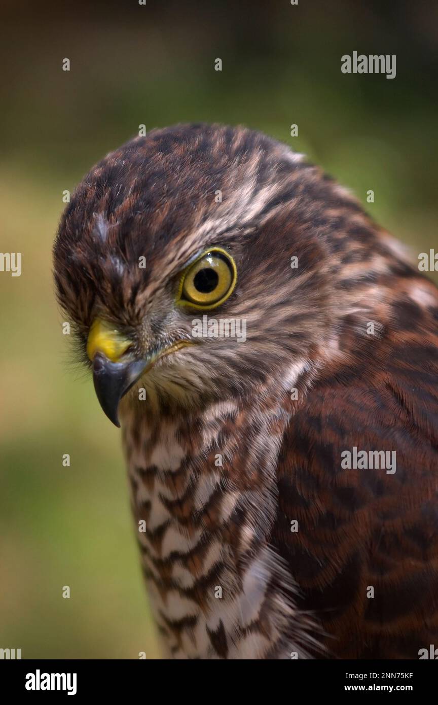 Closeup portrait of young sparrowhawk raptor accipiter nissus Stock ...