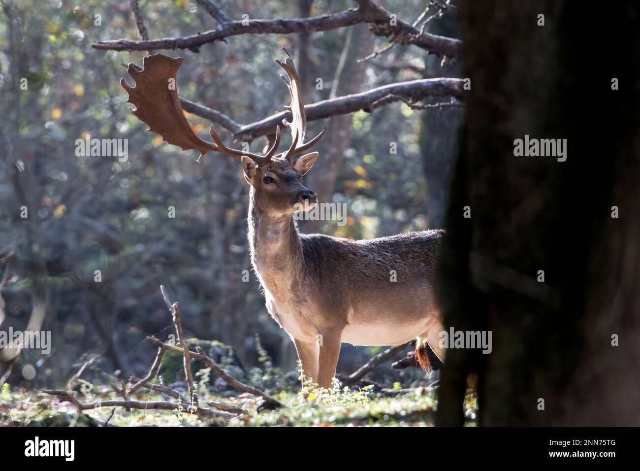 Italian deer photographed in the wild Stock Photo - Alamy