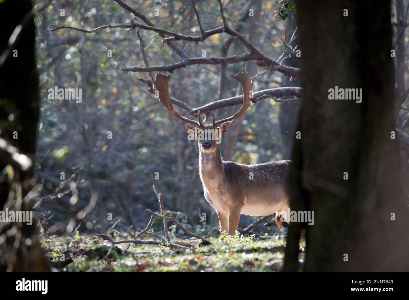 Italian deer photographed in the wild Stock Photo - Alamy