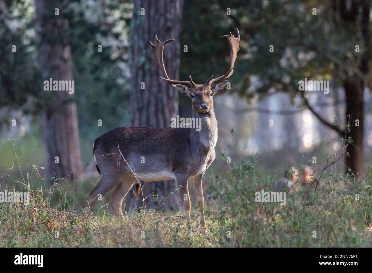 Italian deer photographed in the wild Stock Photo - Alamy