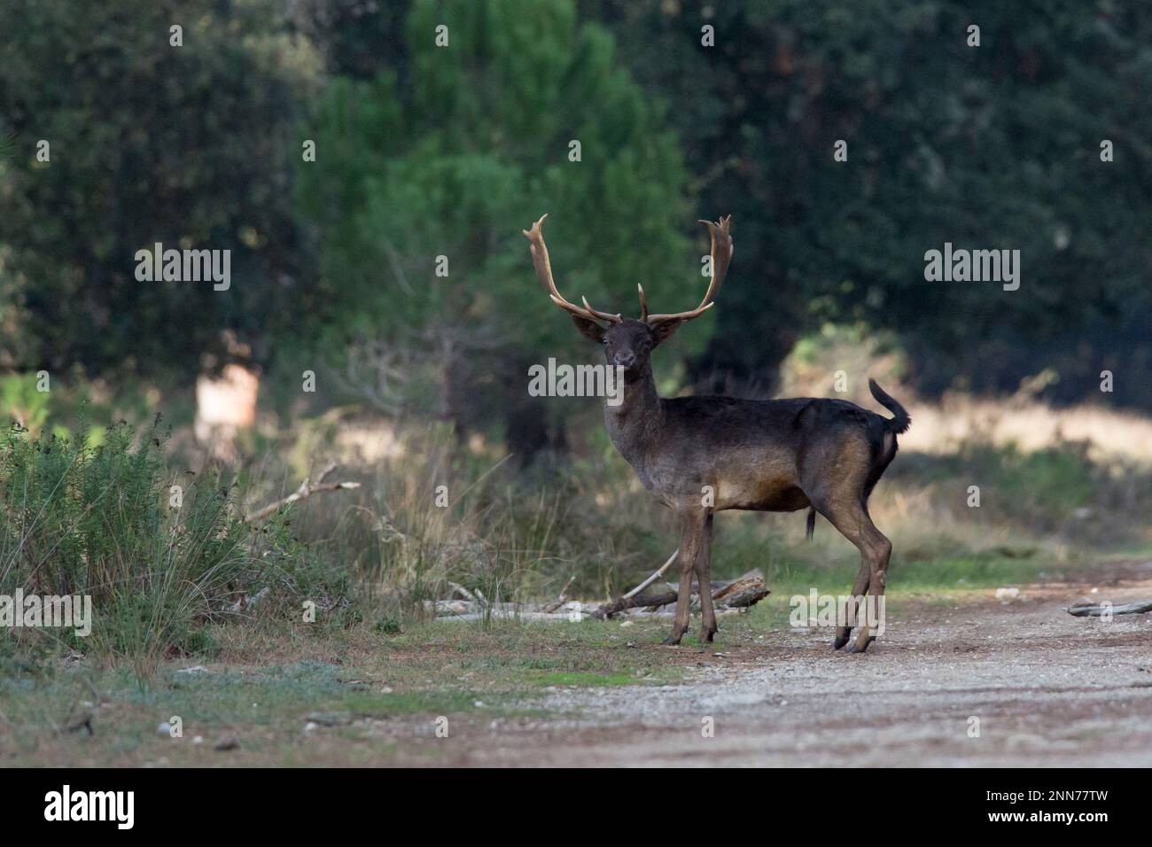 Italian deer photographed in the wild Stock Photo - Alamy
