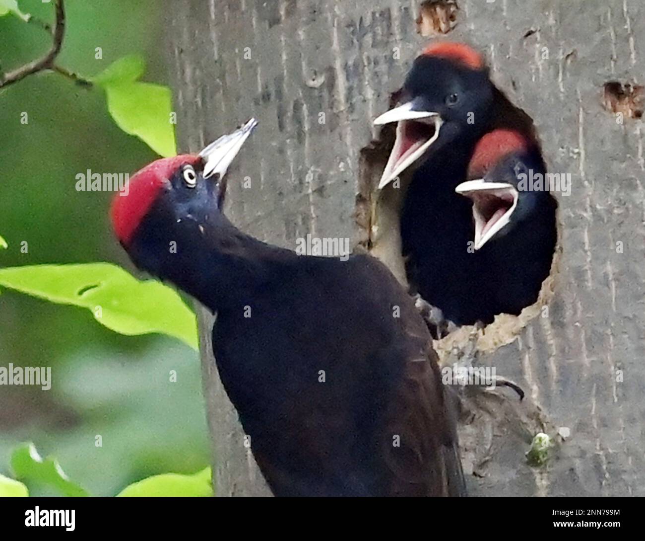 A black woodpecker (Dryocopus martius) feed chicks in Sapporo City ...