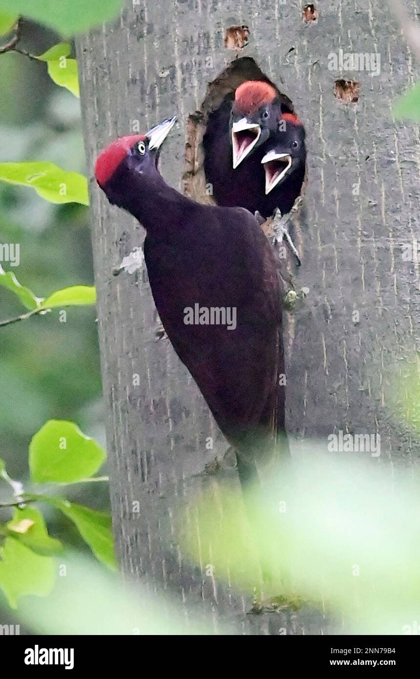 A black woodpecker (Dryocopus martius) feed chicks in Sapporo City ...