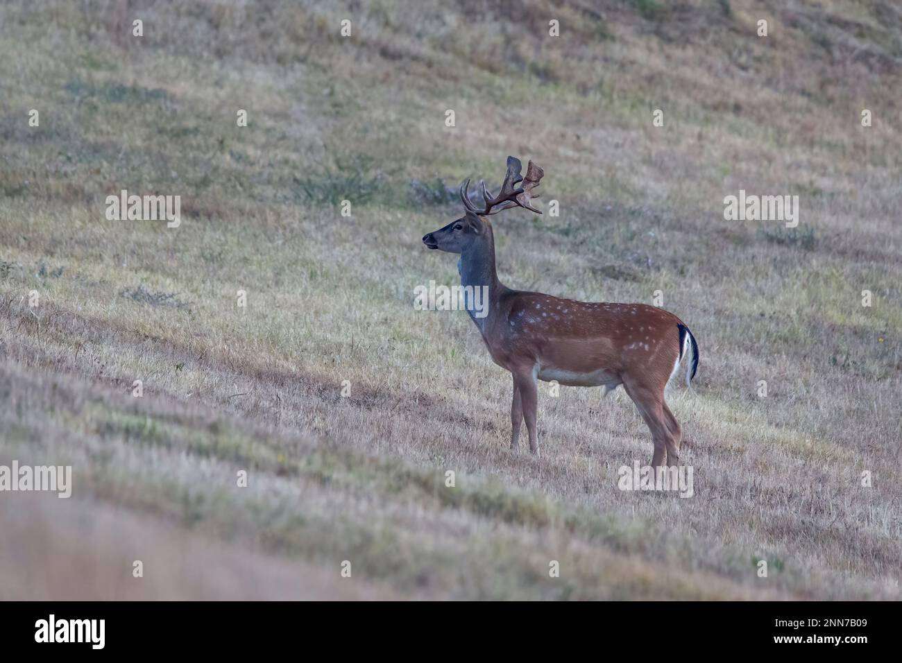 Italian deer photographed in the wild Stock Photo - Alamy
