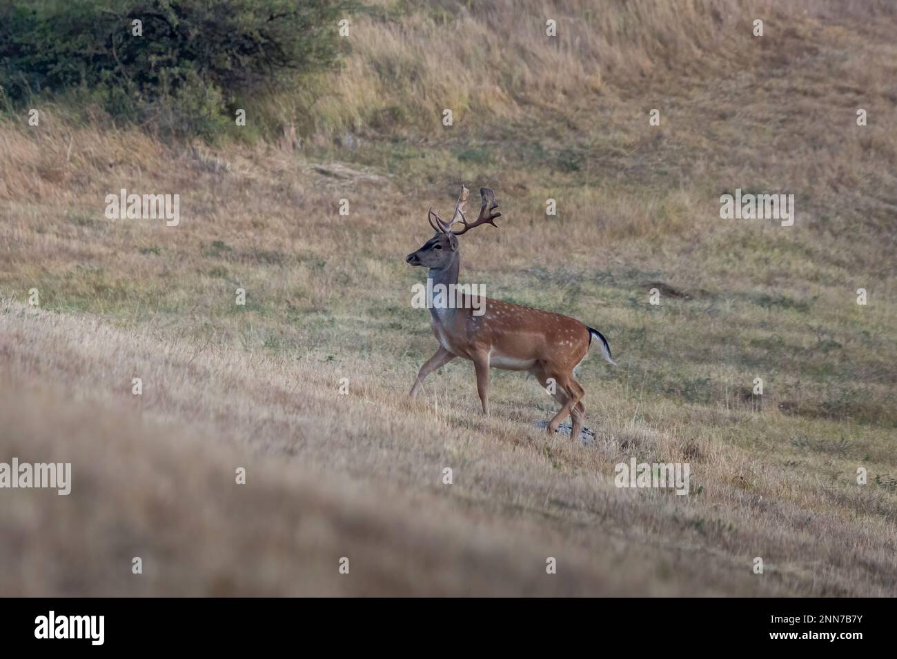 Italian deer photographed in the wild Stock Photo - Alamy